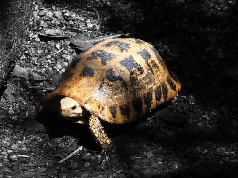 Tortoise Black and White Background Image Stock Image - Image of black ...