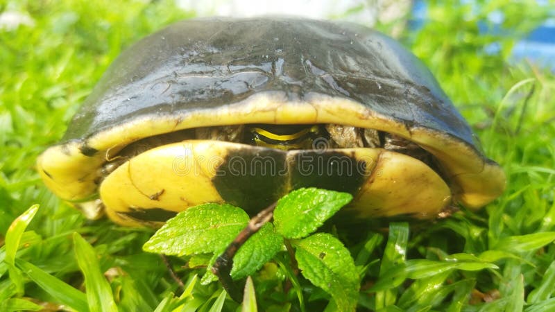 Tortoises Keep Their Body and Head Inside the Shell Stock Image - Image ...