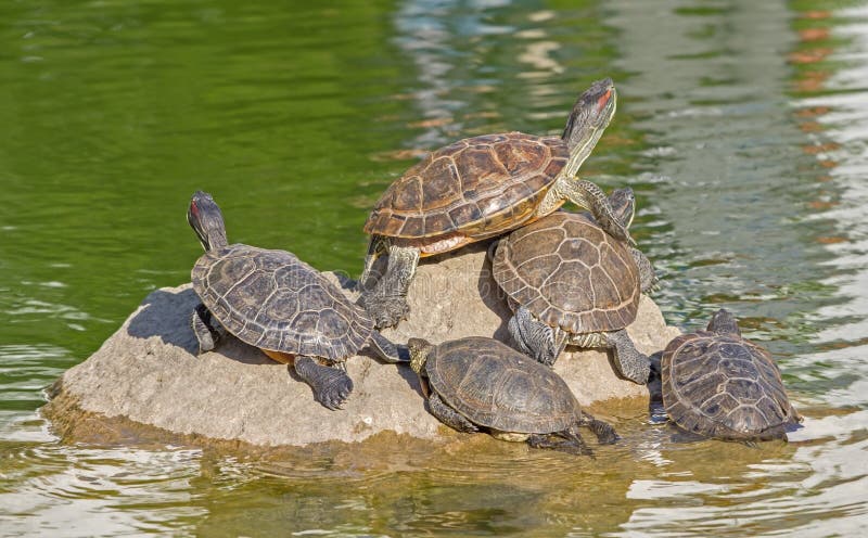 Tortoises on a stone stock photo. Image of aquatic, close - 102746292