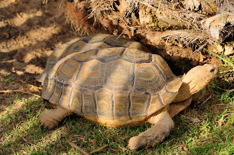Tortoises stock photo. Image of graeca, park, herbivores - 48514856