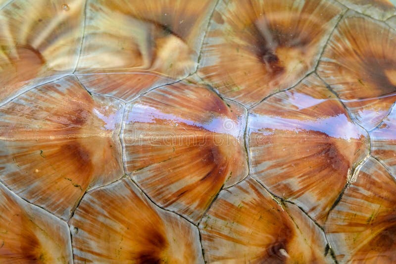 Tortoiseshell Texture Background Stock Photo - Image of ancient, close ...