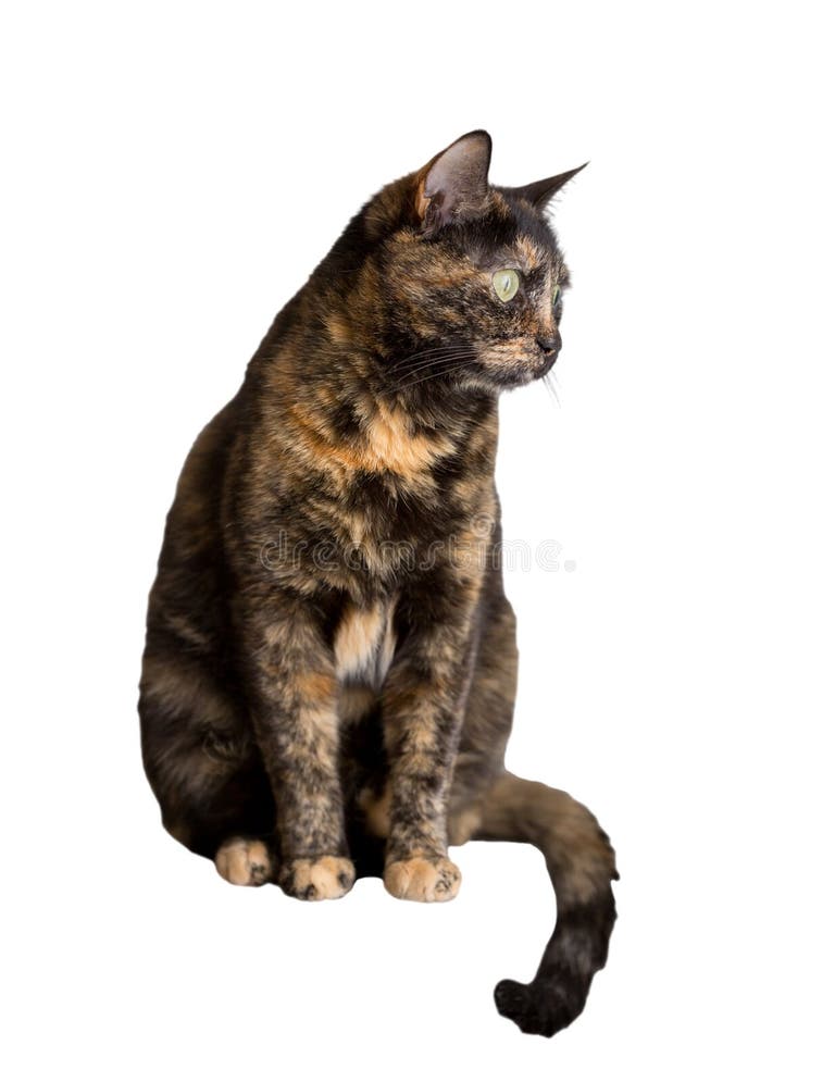 6,308 Tortoiseshell Cat Stock Photos - Free & Royalty-Free Stock Photos ...