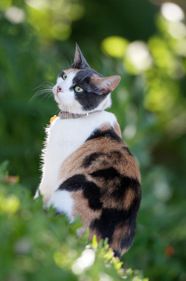 40+ Tortoiseshell cat Free Stock Photos - StockFreeImages