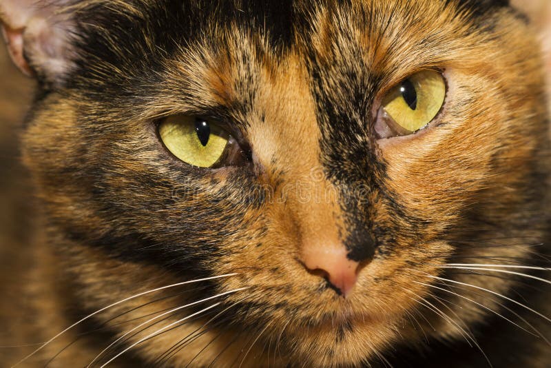 Tortoiseshell cat stock image. Image of striped, portrait - 58863281