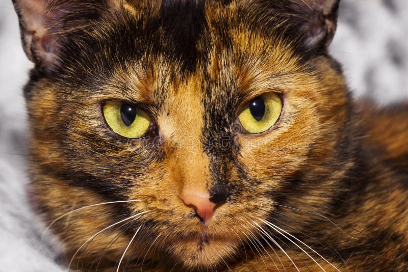 Tortoiseshell cat stock image. Image of annoyed, wild - 58863389