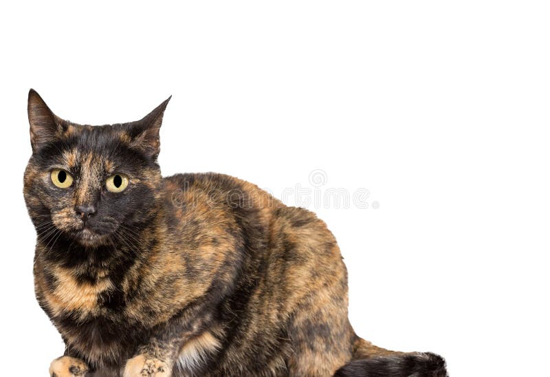 Tortoise Shell Cat White Background