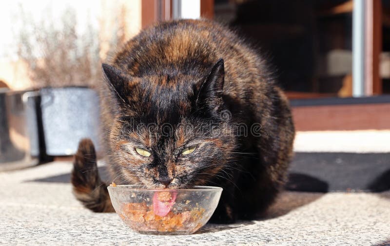 A Tortoiseshell Cat Eats Healthy Delicious Cat Food Stock Image - Image ...