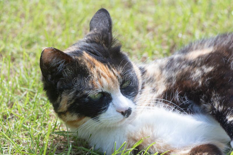 Tortoiseshell Cat in a Garden Stock Photo - Image of relax, garden ...