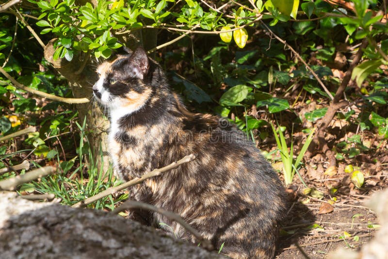 Tortoiseshell Cat in a Garden Stock Photo - Image of hedge, sitting ...