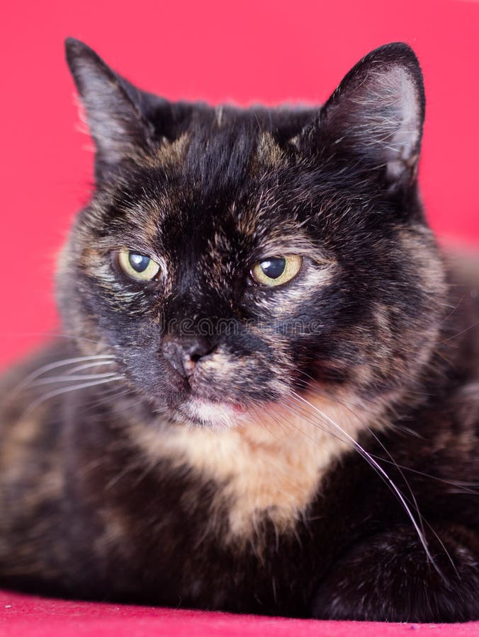 Tortoiseshell cat stock photo. Image of tortie, animals - 53351294