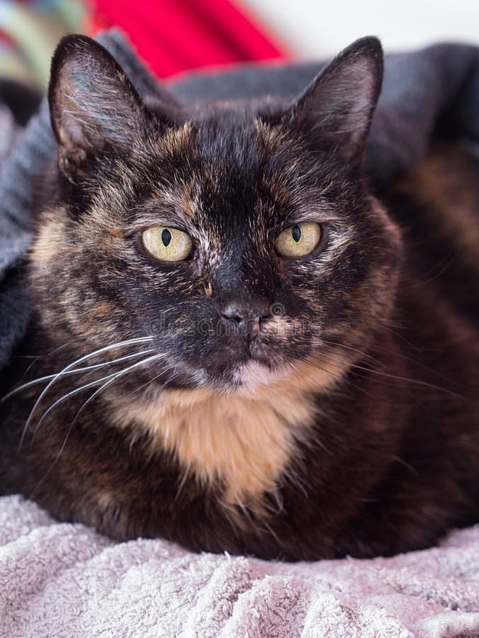 A tortoiseshell cat stock photo. Image of contently, room - 53906274