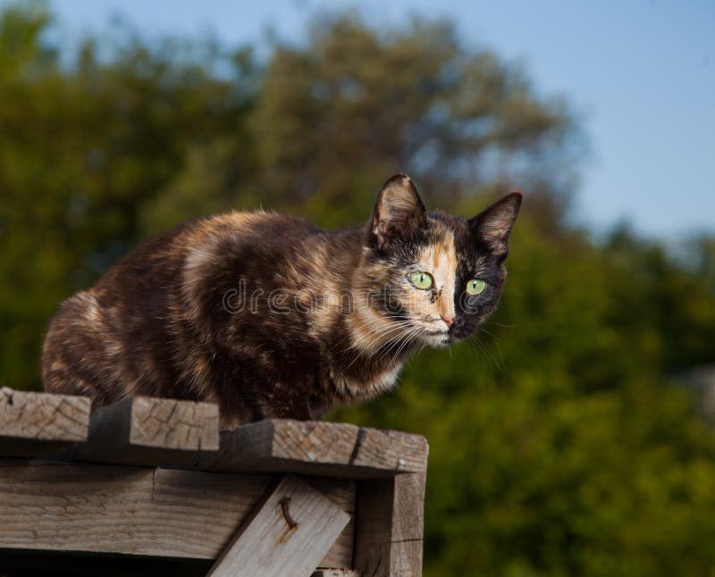 Tortoiseshell cat outdoors stock image. Image of face - 87771729