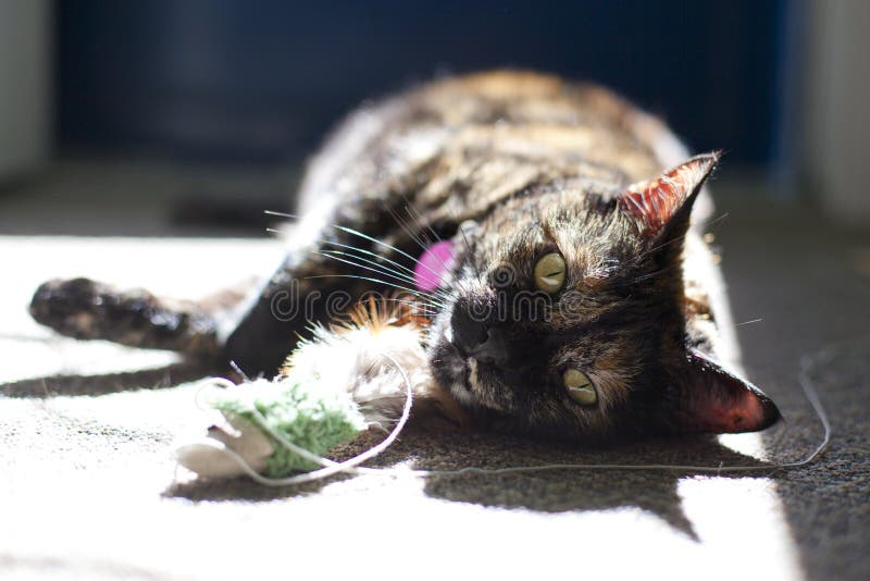 Tortoiseshell Cat Playing with Fluffy Toy Stock Photo - Image of ...