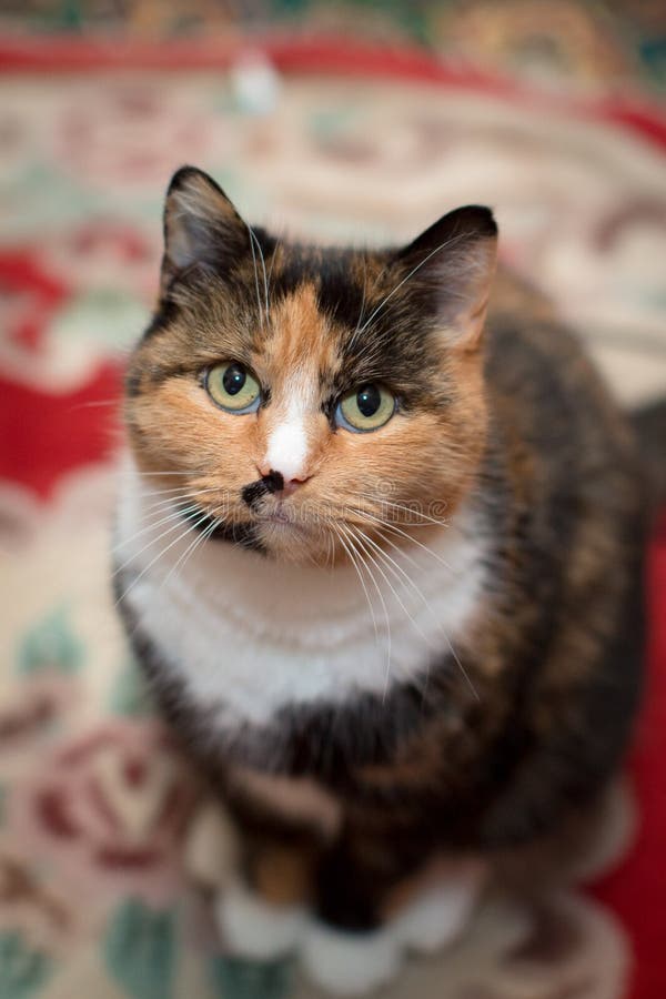 Tortoiseshell cat stock image. Image of eyes, expression - 65289509