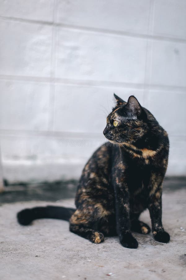 Tortoiseshell Cat. Portrait of a Three-color Cat Stock Photo - Image of ...
