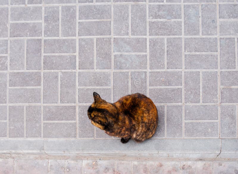 Tortoiseshell Cat Sits on a Pavement View from Above Stock Image ...
