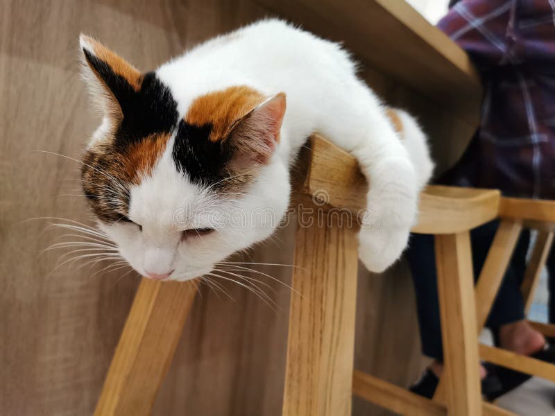 A Tortoiseshell Cat Sleeping Like Pass Out Stock Image - Image of like ...