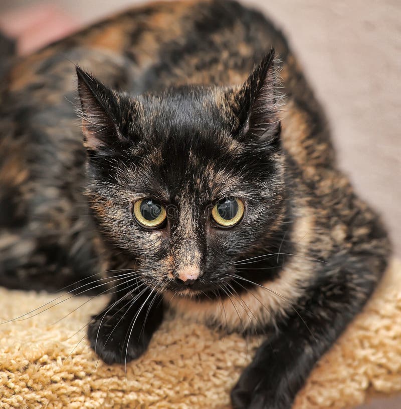 517 Tortoiseshell Gray Tabby Cat Stock Photos - Free & Royalty-Free ...