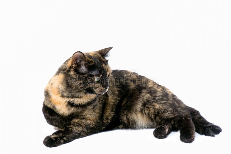 1,013 Tortoiseshell Cat Isolated Stock Photos - Free & Royalty-Free ...