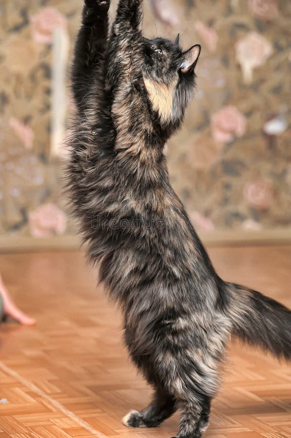 Tortoiseshell fluffy cat stock image. Image of feline - 145950191