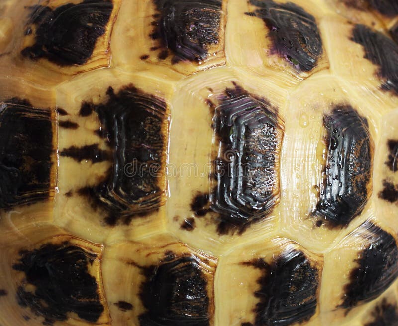 263 Tortoiseshell Texture Stock Photos - Free & Royalty-Free Stock ...