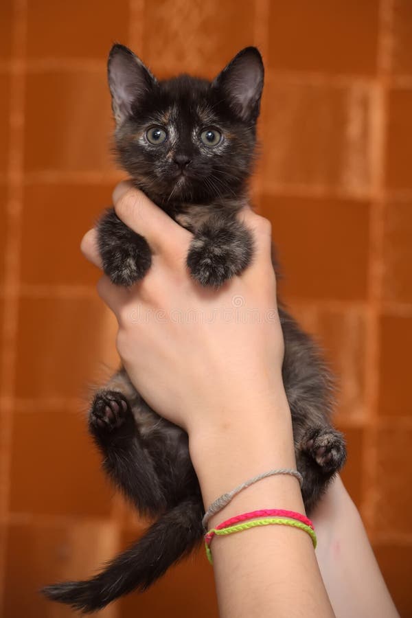 Tortoiseshell Kitten in Hands Stock Photo - Image of holding, kitten ...
