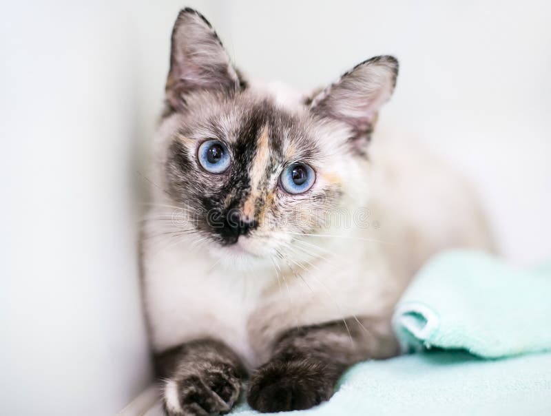 192 Tortoiseshell Siamese Cat Stock Photos - Free & Royalty-Free Stock ...