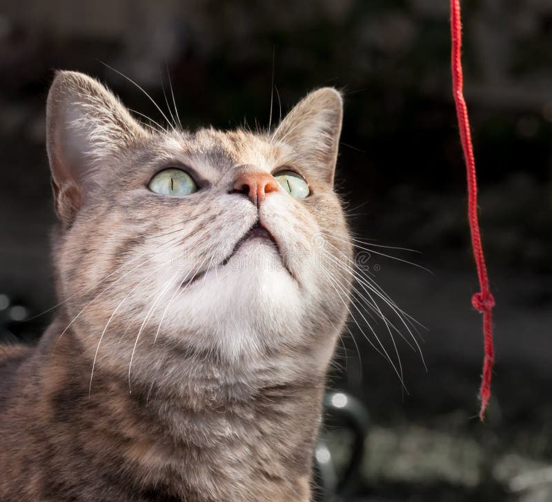 Tortoiseshell Tabby Cat Playing with Red String Stock Image - Image of ...
