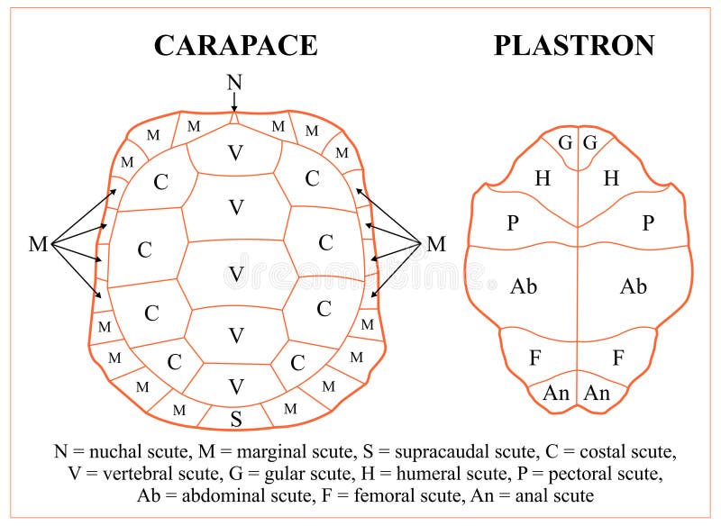 Tortoiseshell - Testudo Graeca Stock Illustration - Illustration of ...