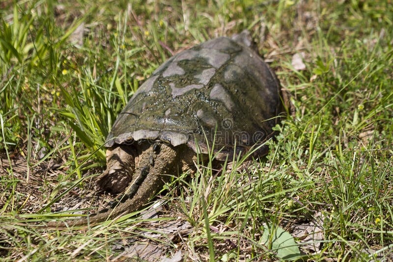 Tortue De Rupture D'alligator - Temminckii De Macrochelys Image stock ...
