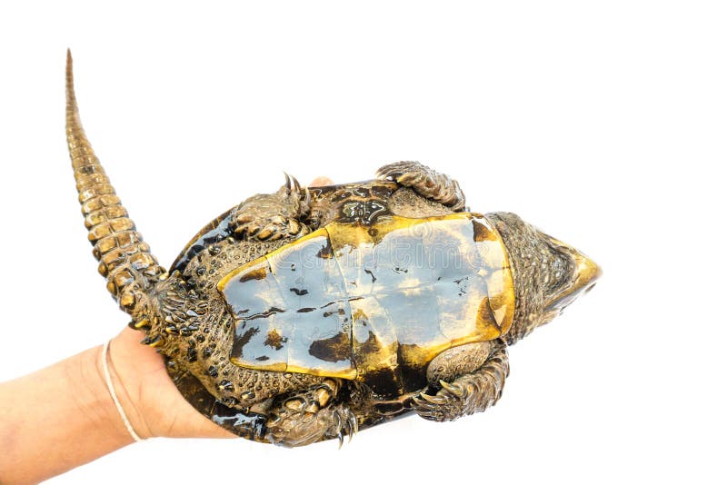 Tortue Et X22 ; Megacephalum& X22 De Platysternon ; Sur Un Fond Blanc ... Tortue Et X22 ; Megacephalum& X22 De Platysternon ; Sur Un Fond Blanc ...