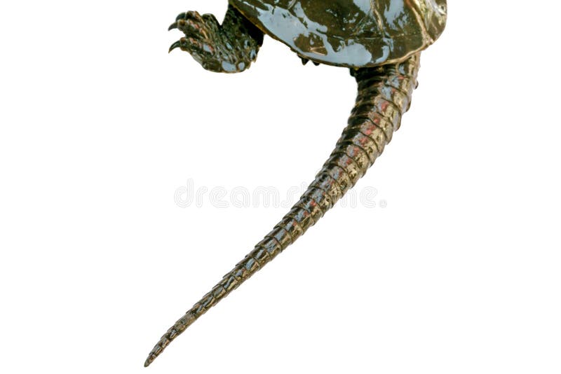 Tortue Tortue