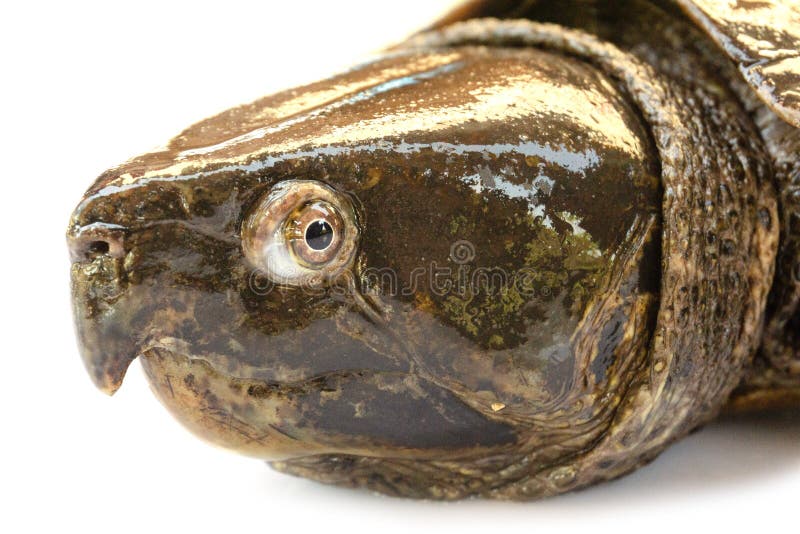 Tortue Tortue