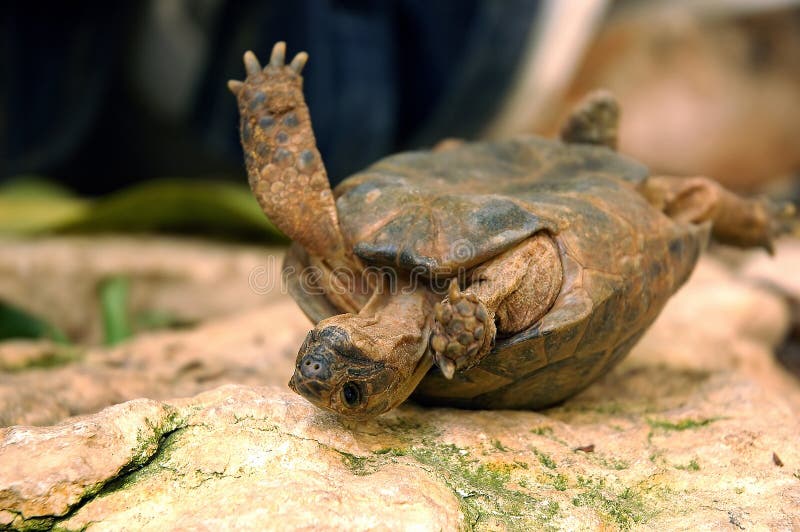 Tortue retournée image stock. Image du effrayé, protégez - 558481