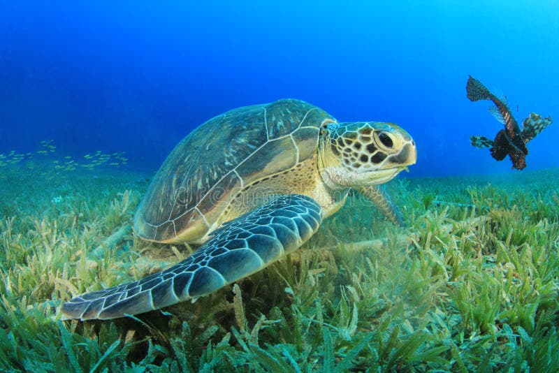 Tortue verte image stock. Image du scaphandre, nageoire - 25813291