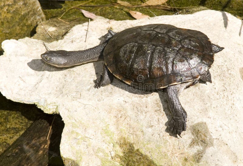 Tortuga volteada imagen de archivo. Imagen de vuelco, asustado - 558431