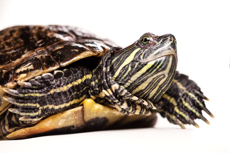 Tortuga acuática foto de archivo. Imagen de aburrimiento - 34383438