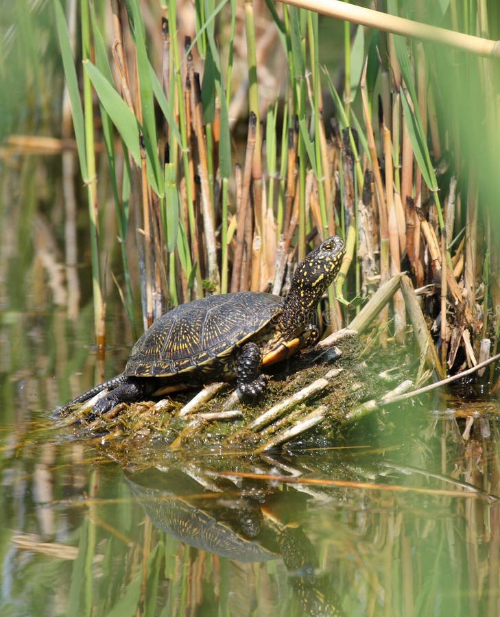 Tortuga acuática imagen de archivo. Imagen de blanco, animales - 8805981