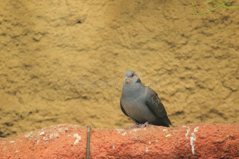 Tortuga atrona foto de archivo. Imagen de africano, roca - 265633496