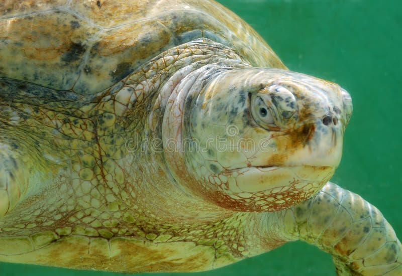 Tortuga Blanca Del Albino Del Mar Imagen de archivo - Imagen de verde ...