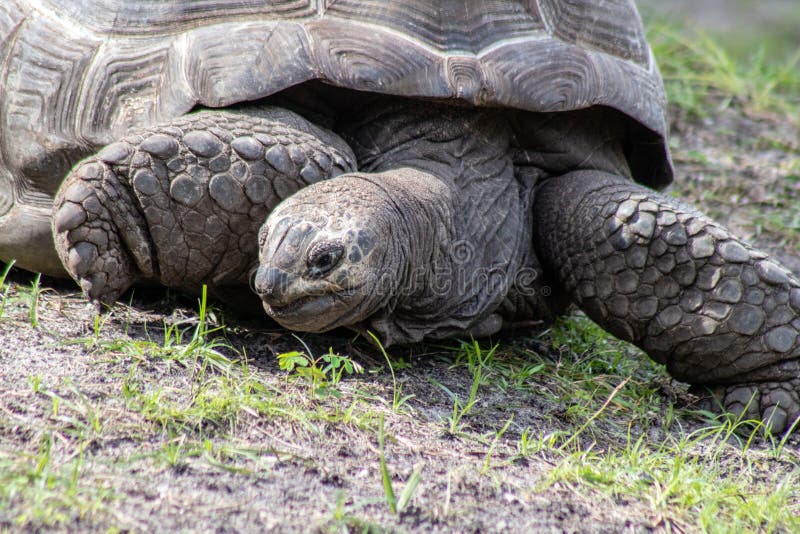 Tortuga de Aldabra imagen de archivo. Imagen de tortuga - 134887691