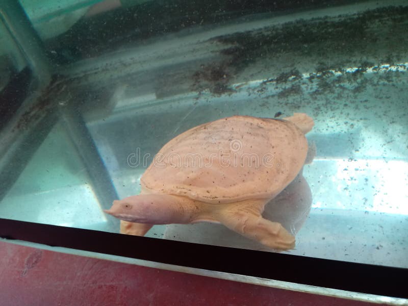 Tortuga De Concha Suave De Albino Foto de archivo - Imagen de animales ...