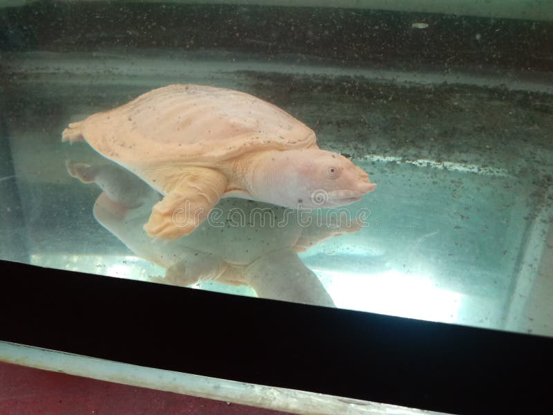 Tortuga De Concha Suave De Albino Foto de archivo - Imagen de tortuga ...