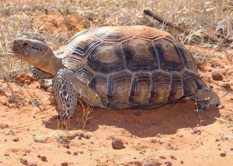 Tortuga Del Desierto, Gopherus Agassizii Foto de archivo - Imagen de ...