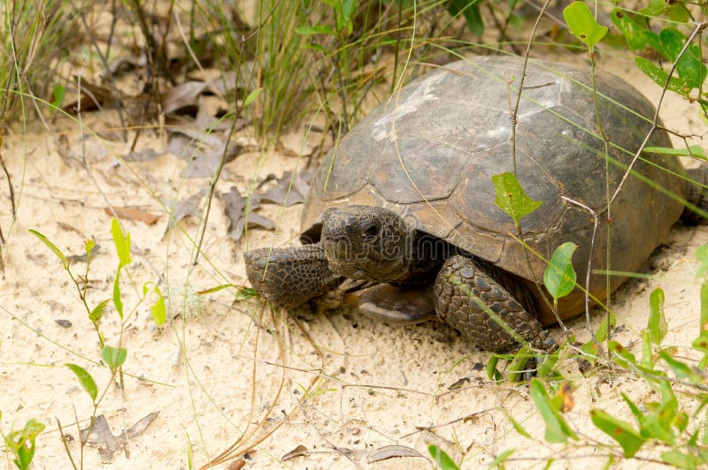 Tortuga volteada imagen de archivo. Imagen de vuelco, asustado - 558431