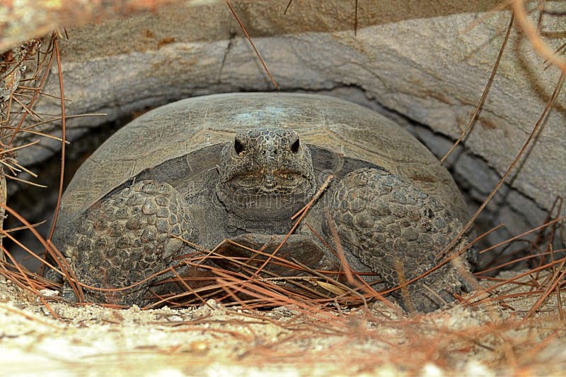 Tortuga De Gopher (polyphemus Del Gopherus) Foto de archivo - Imagen de ...