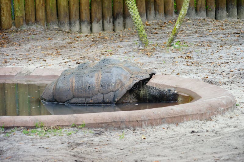 Tortuga de la Florida foto de archivo. Imagen de vida - 101482866