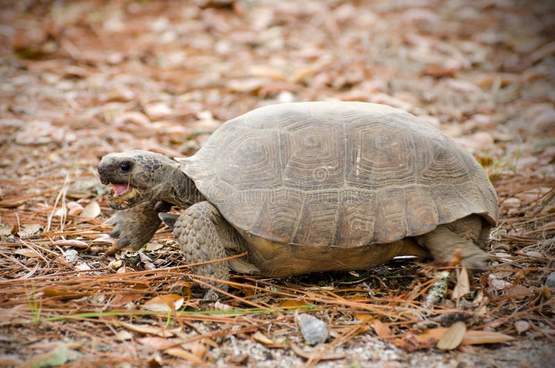Tortuga De La Tortuga De Gopher, Reed Bingham State Park Foto de ...