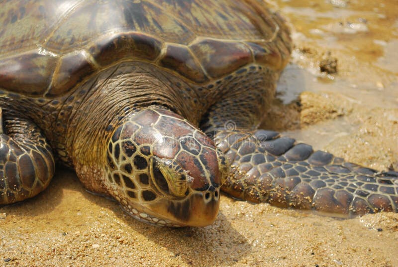 Tortuga de mar imagen de archivo. Imagen de anfibio, océano - 10878643