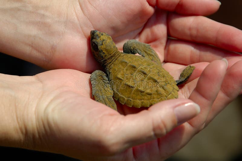 Tortuga de mar del bebé 2 foto de archivo. Imagen de bebé - 98620